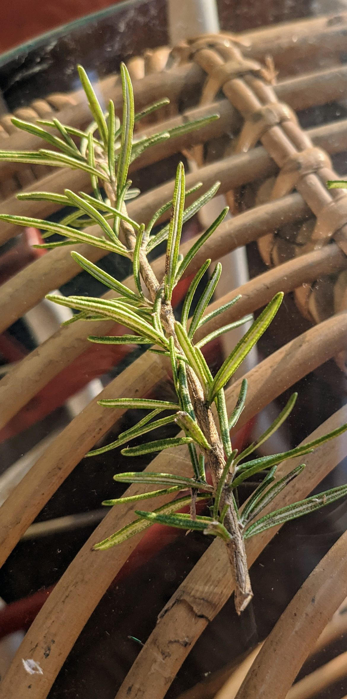 How to Propagate Rosemary from Stem Cuttings - Mama Did It