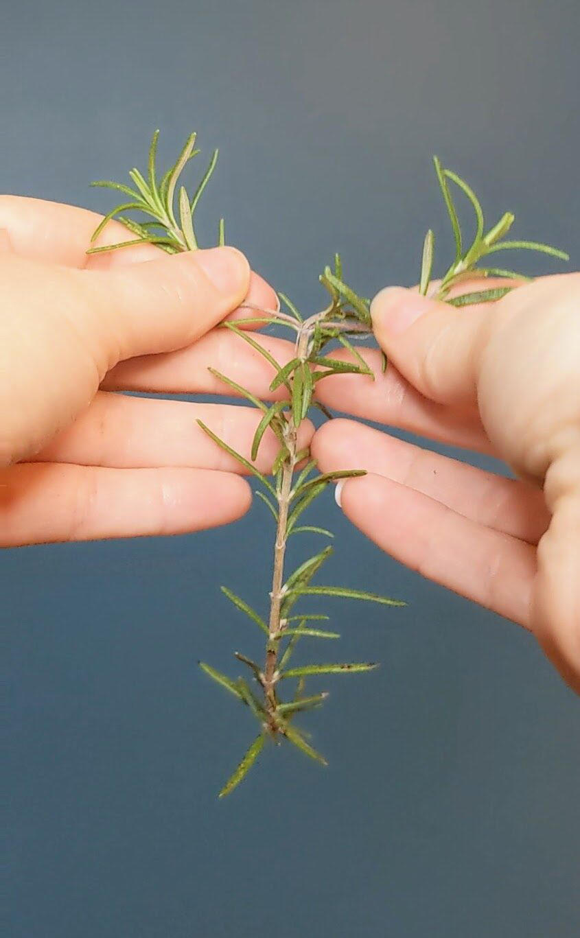 How to Propagate Rosemary from Stem Cuttings - Mama Did It