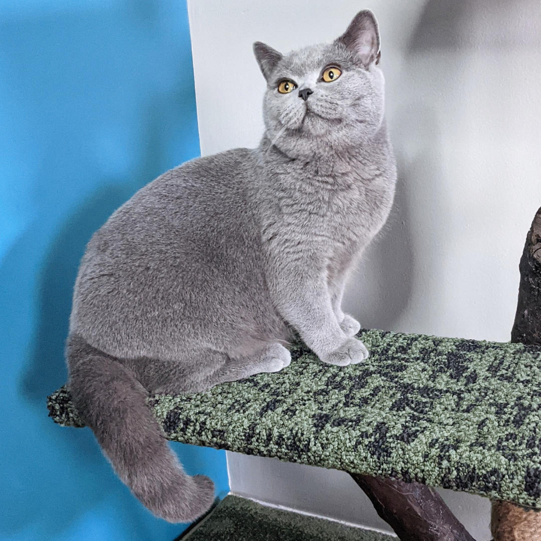 New Kitten Checklist - Mama Did It